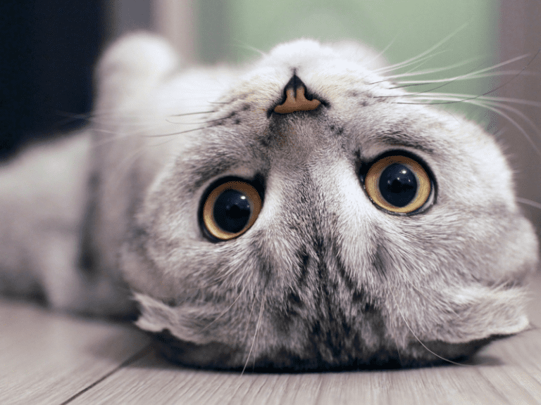 Por qué mi Gato ronronea? - Mundo PetVital