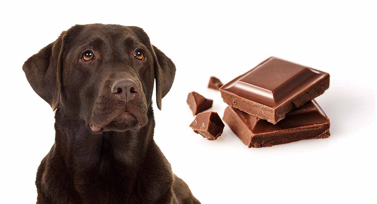 Intoxicación por chocolate en perros - Mundo PetVital